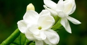 Informasi Tanaman Melati Putih - SainsKomputer