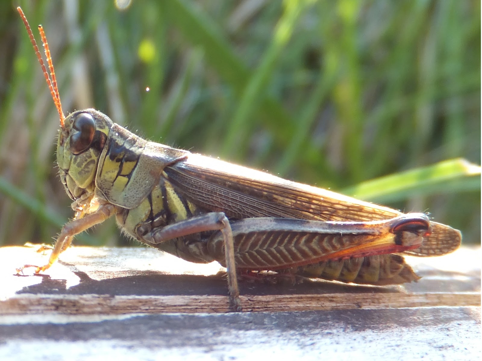 Roadside Field Notes Grasshoppers