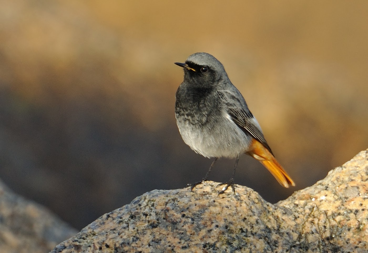 Steve Rogers birding: Black Redstart at Penzance railway station