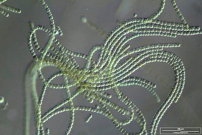 Lecciones de Botánica: Filo Cyanophyta (Algas verde-azuladas)