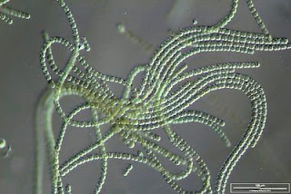 Lecciones de Botánica: Filo Cyanophyta (Algas verde-azuladas)