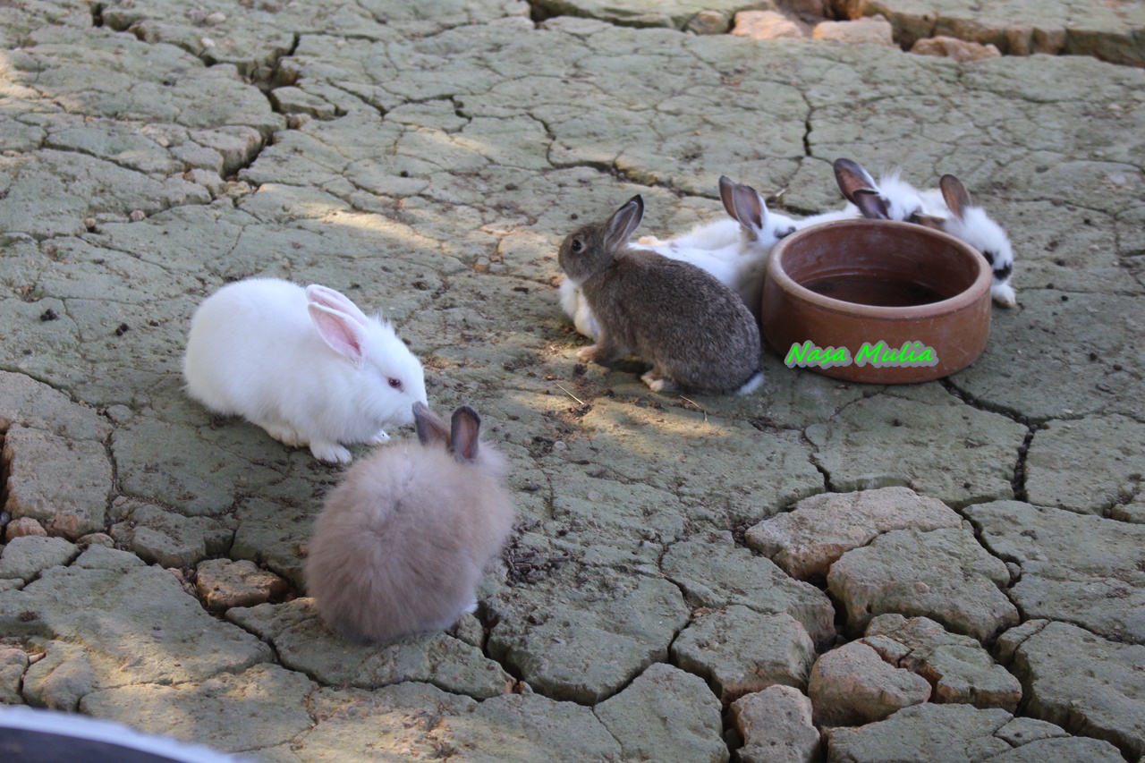 warna warni hidupku..............: Taman Arnab Bukit Batu, Damak Jerantut