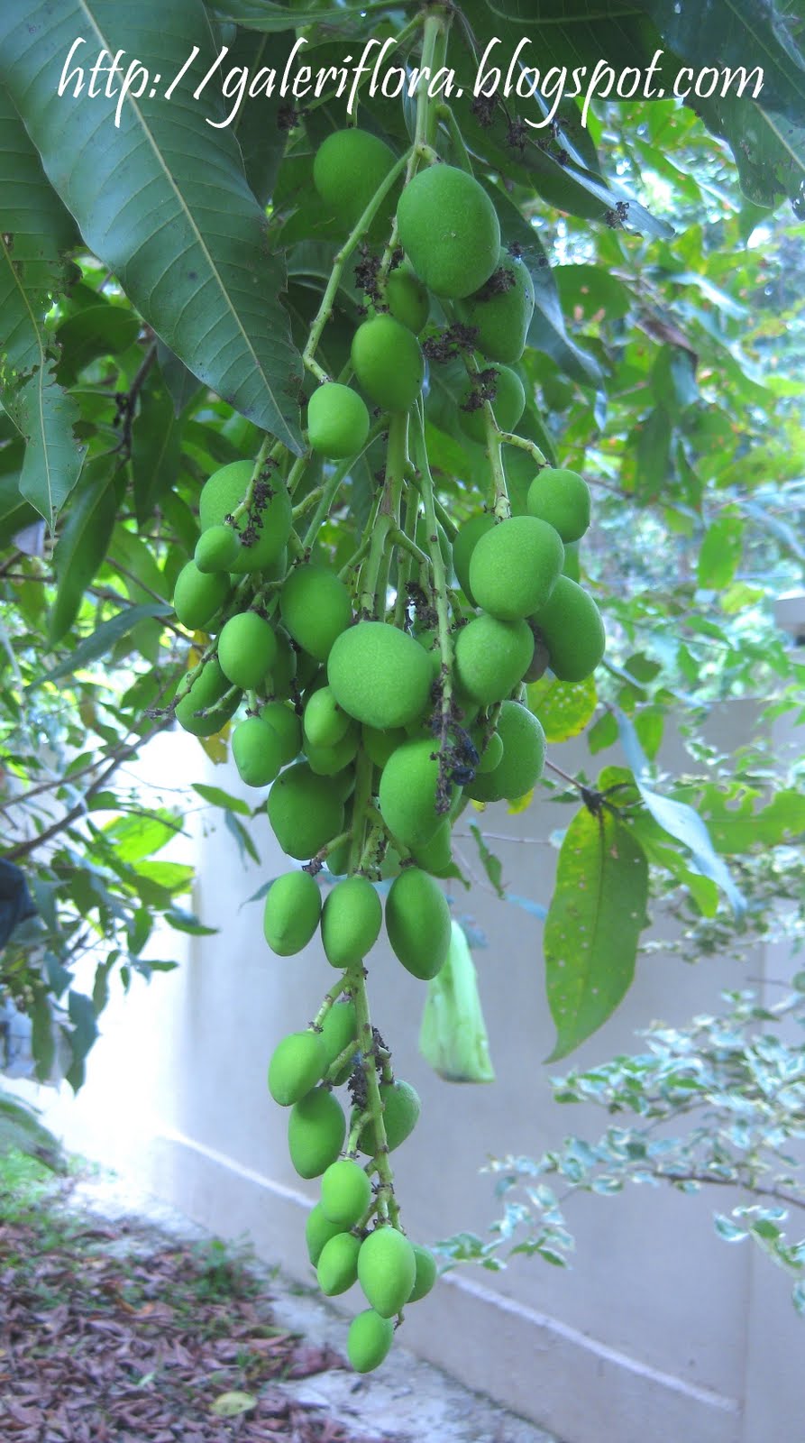 Galeri flora: Mangga Telur ( Mangifera sp. )