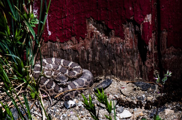 Dipper Ranch: Vote for the 2013 Walnut Label