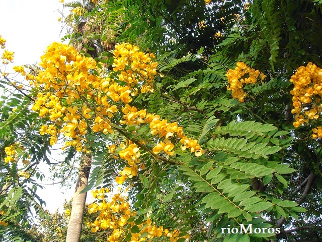 MUCUTENO: Senna spectabilis | Plantas rioMoros