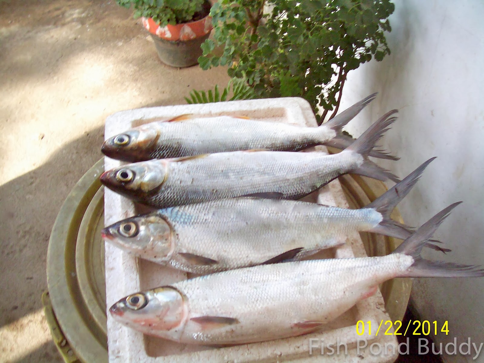Fish Pond Buddy: Bangus (Milkfish) Basics