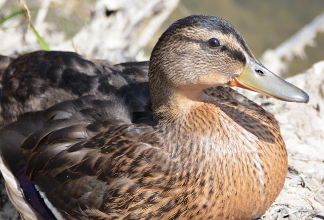 Jaumenatura: Cerceta común