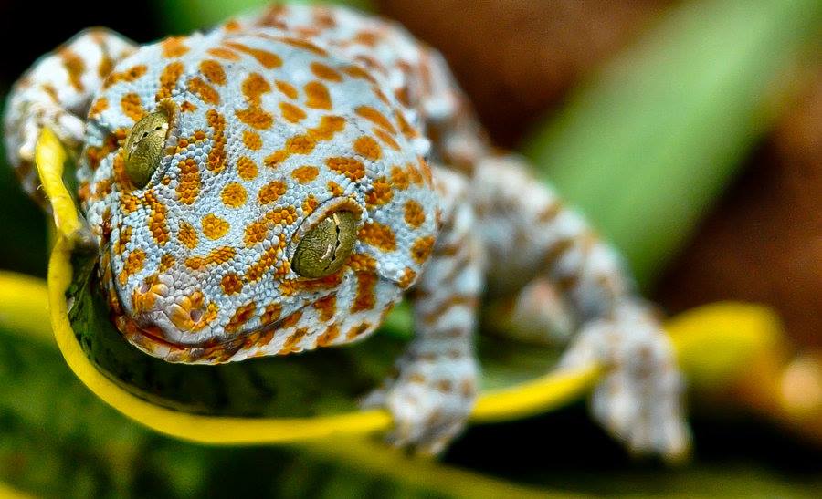 Tips Memelihara Tokek Cepat Panjang - Tokek Reptil