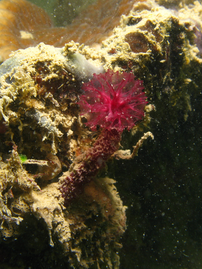 Real Monstrosities: Pink Puffball Sponge