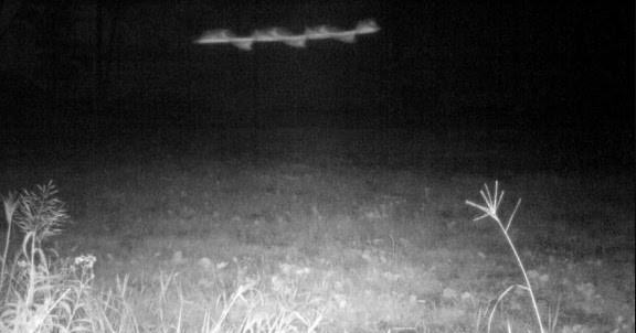 Phantoms and Monsters - Real Cryptid Encounter Reports - Fortean ...