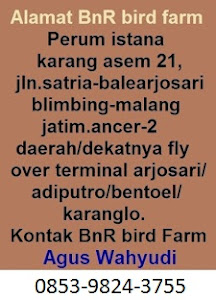 BnR Bird Farm: cara membedakan cucak rawa jantan dan betina