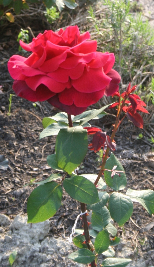 Our Garden Journal: Our First Spring Roses