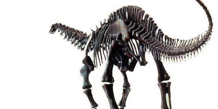 Dinosaur Profile: Apatosaurus