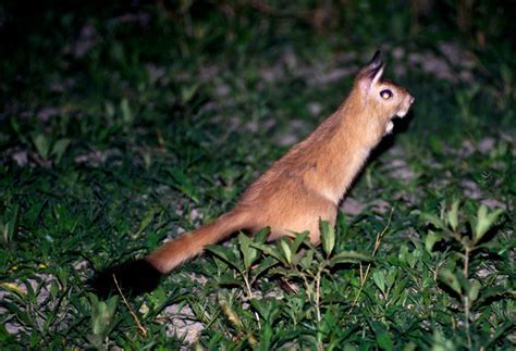 Cannundrums: South African Springhare