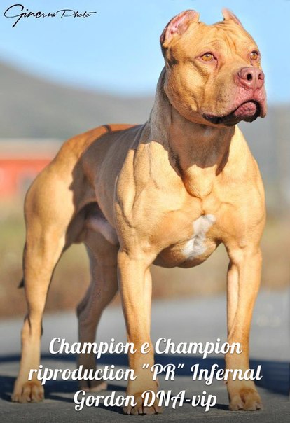 Blog do Pit Bull: Pit Bull: American Pit Bull Terrier - sigla APBT ...