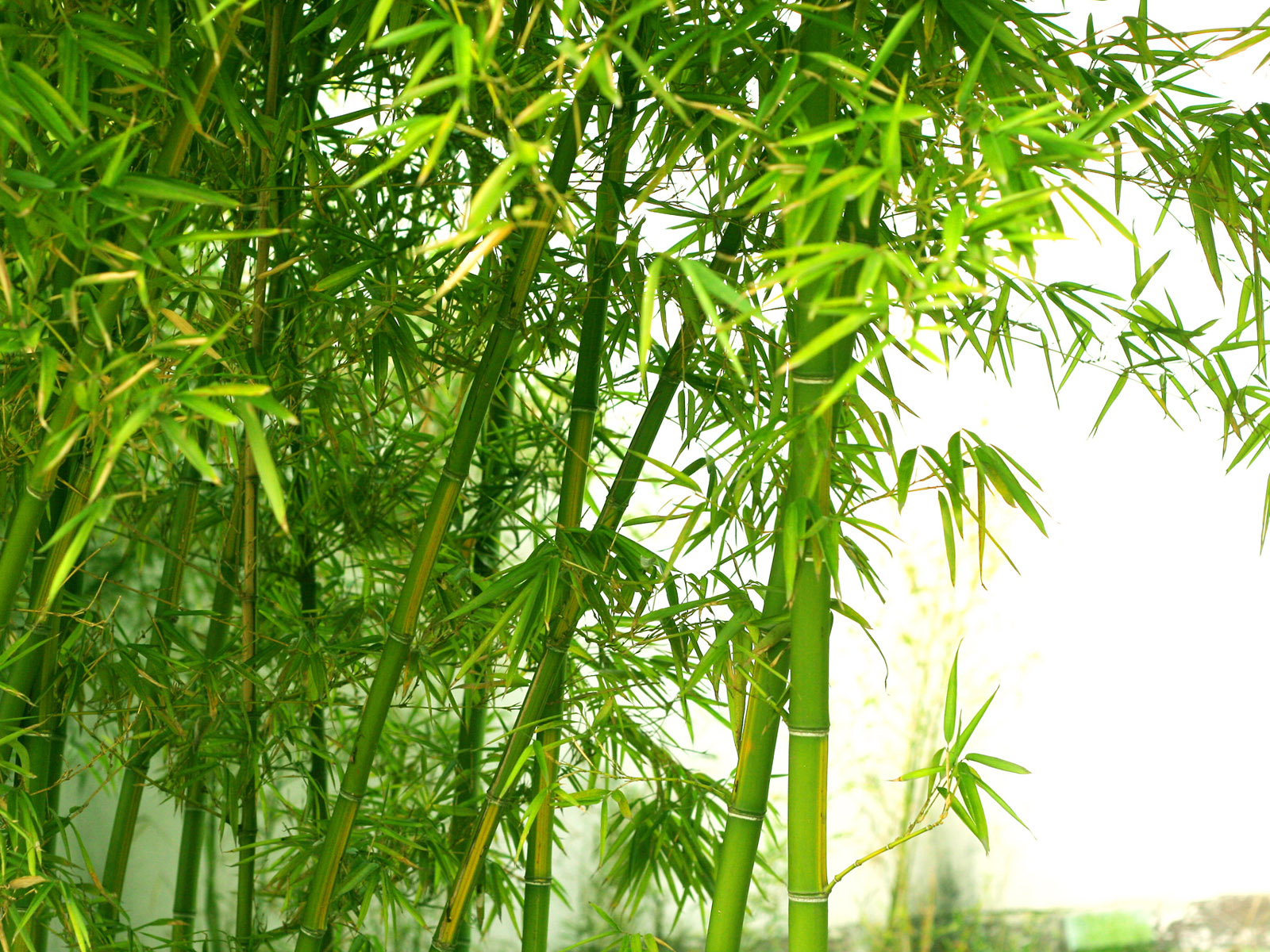 HD Wallpapers: bamboo tree hd wallpapers