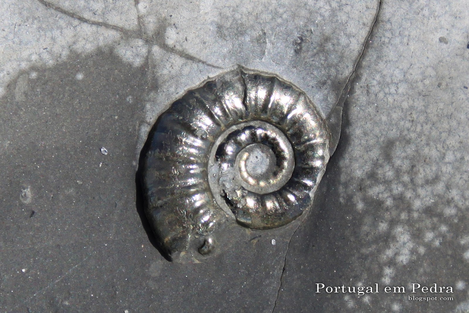 Formação de Vale de Fontes - O Jurássico Inferior na Bacia Lusitaniana