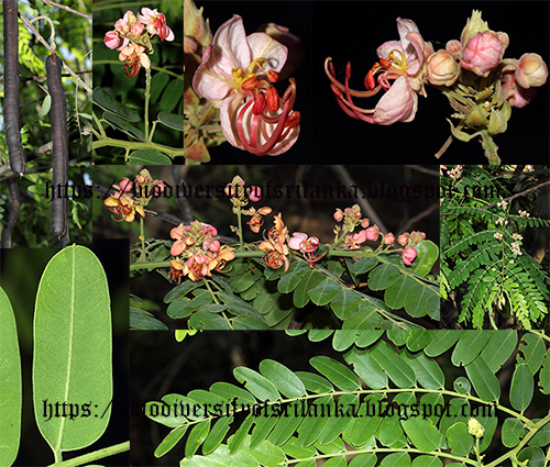 Biodiversity of Sri Lanka: රතු වා [Rathu wa]/Ceylon cassia/Red cassia ...