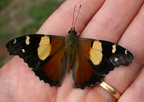 Toowoomba Plants: Local Plants for Local Butterflies
