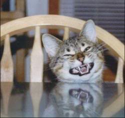 Mensagens da Net: Imagens Engraçadas para Rir