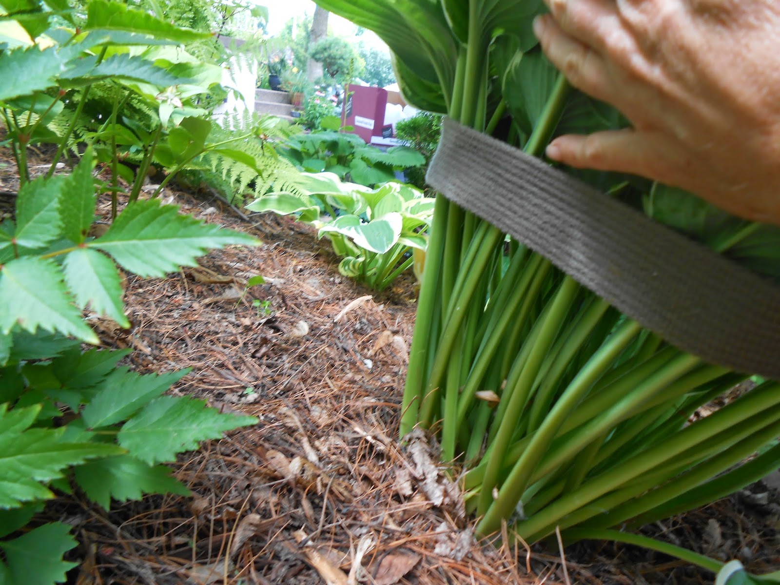 Sproutsandstuff: Moving a Leafed Out Hosta with the Help of a Belt and ...