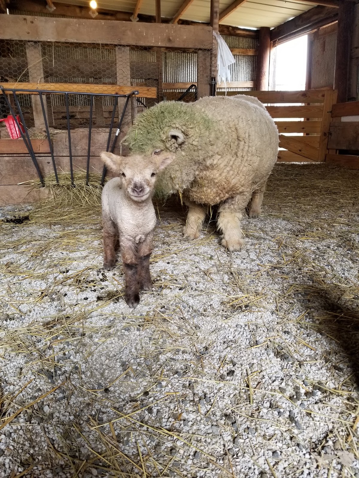Rocky Top Originals: Sheep for Sale