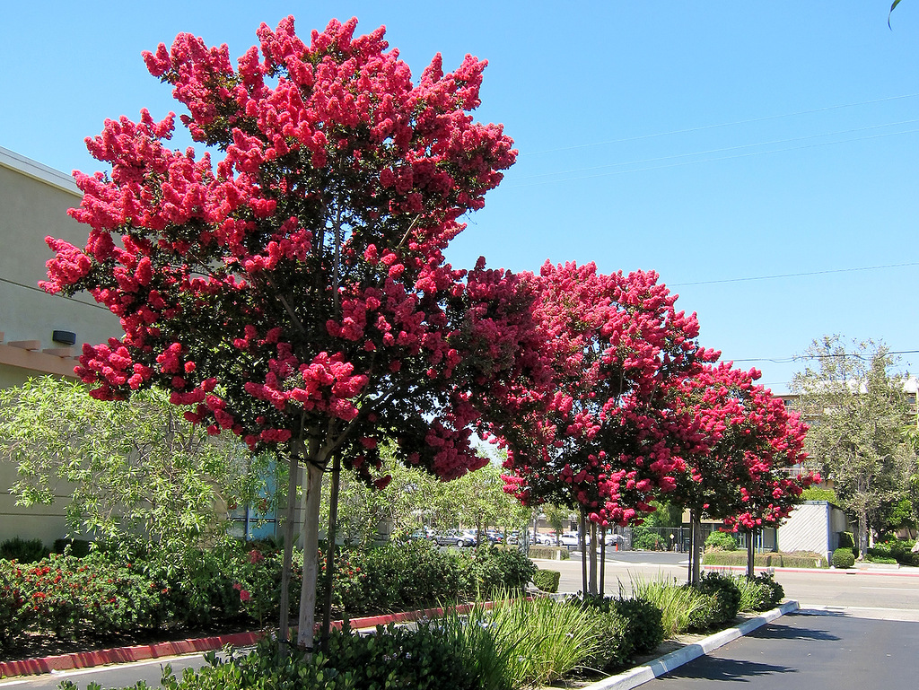 GREEN DESIGN: Лагерстремия индийская - Lagerstroemia indica