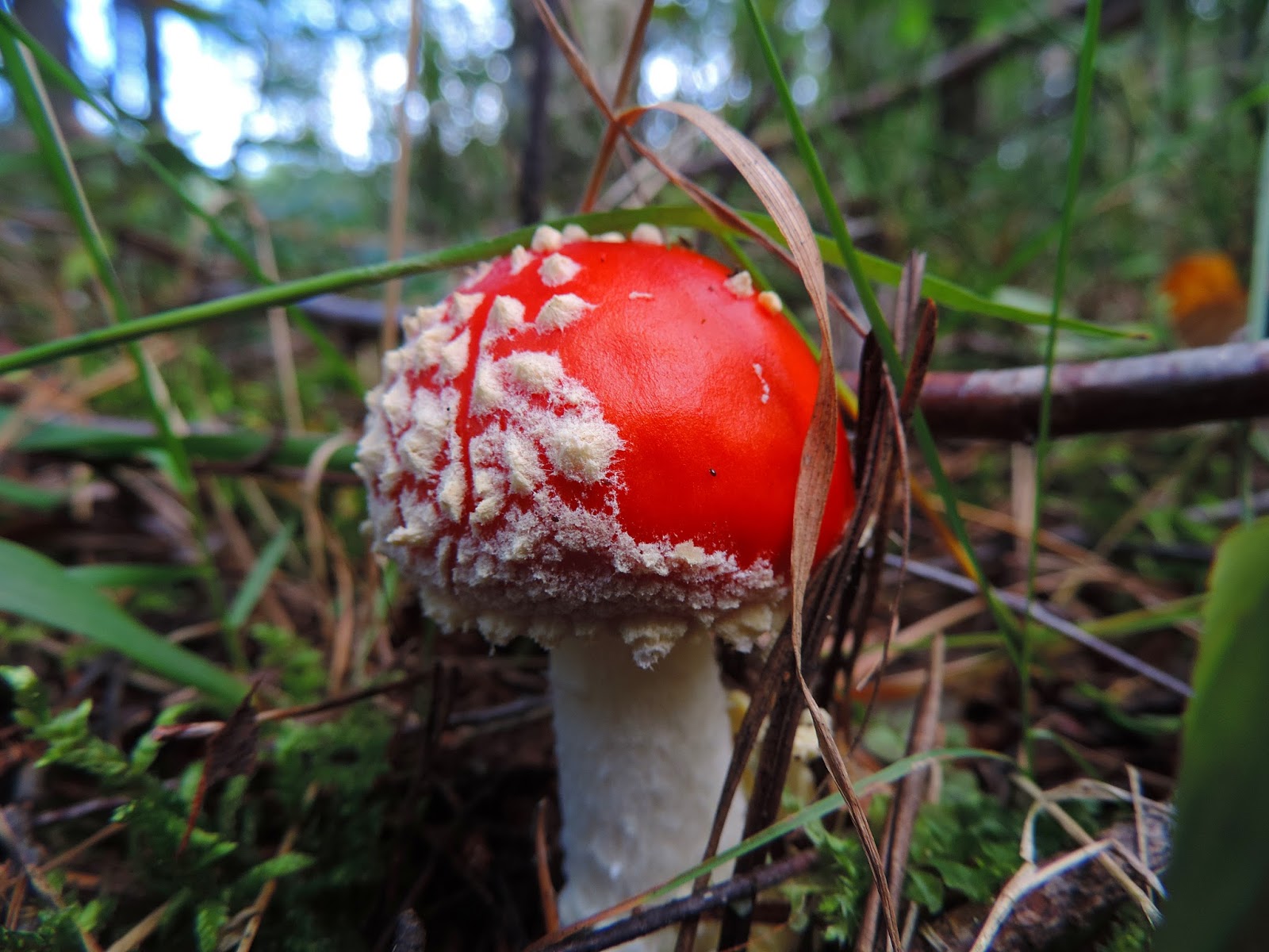 Flora, chmurki, widoki: Muchomorek