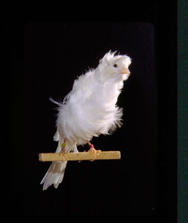 PESONA BURUNG KENARI: Info Kenari Jenis Parisian Frilled Canary