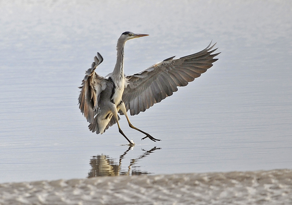 Brian Rafferty...Wildlife Photographer: Ribble Estuary...Lytham