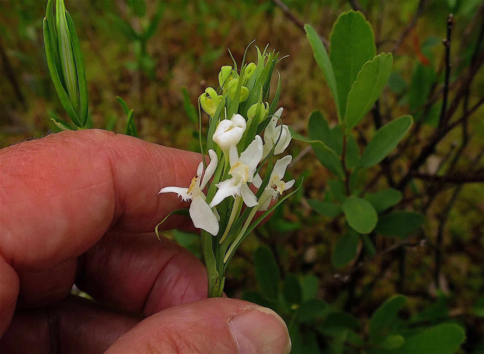 Saratoga woods and waterways: Blooms on the Bog, Bugs in the Blooms