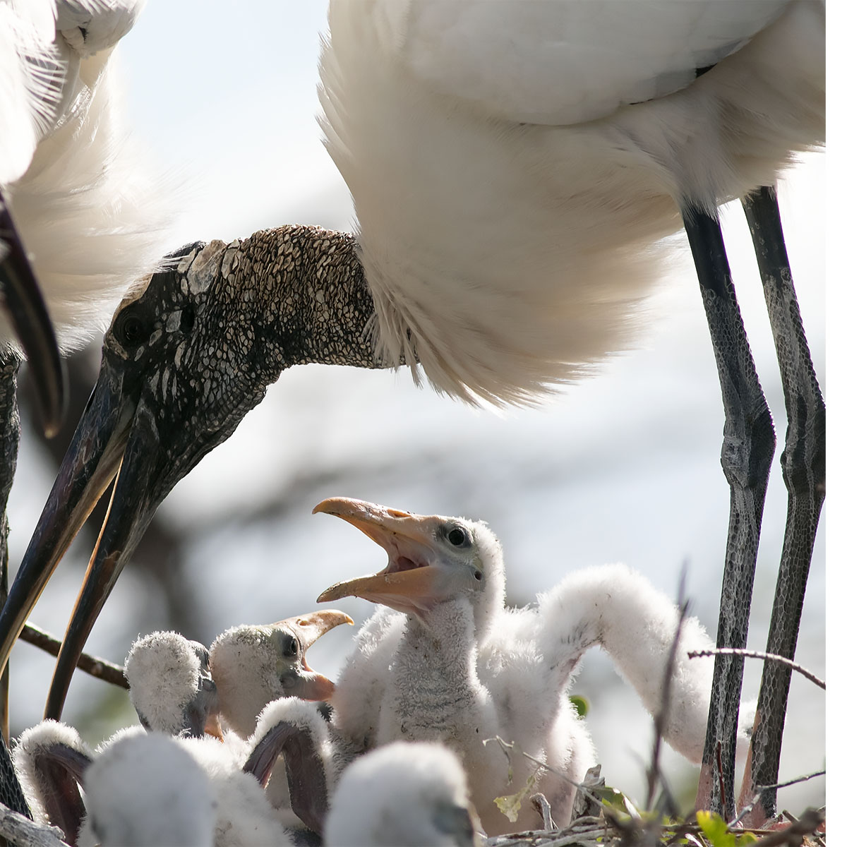 Ann Brokelman Photography: Wood Stork with babies in Florida