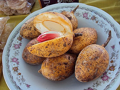 Perjalananku :) :D: Pala (Myristica fragrans)