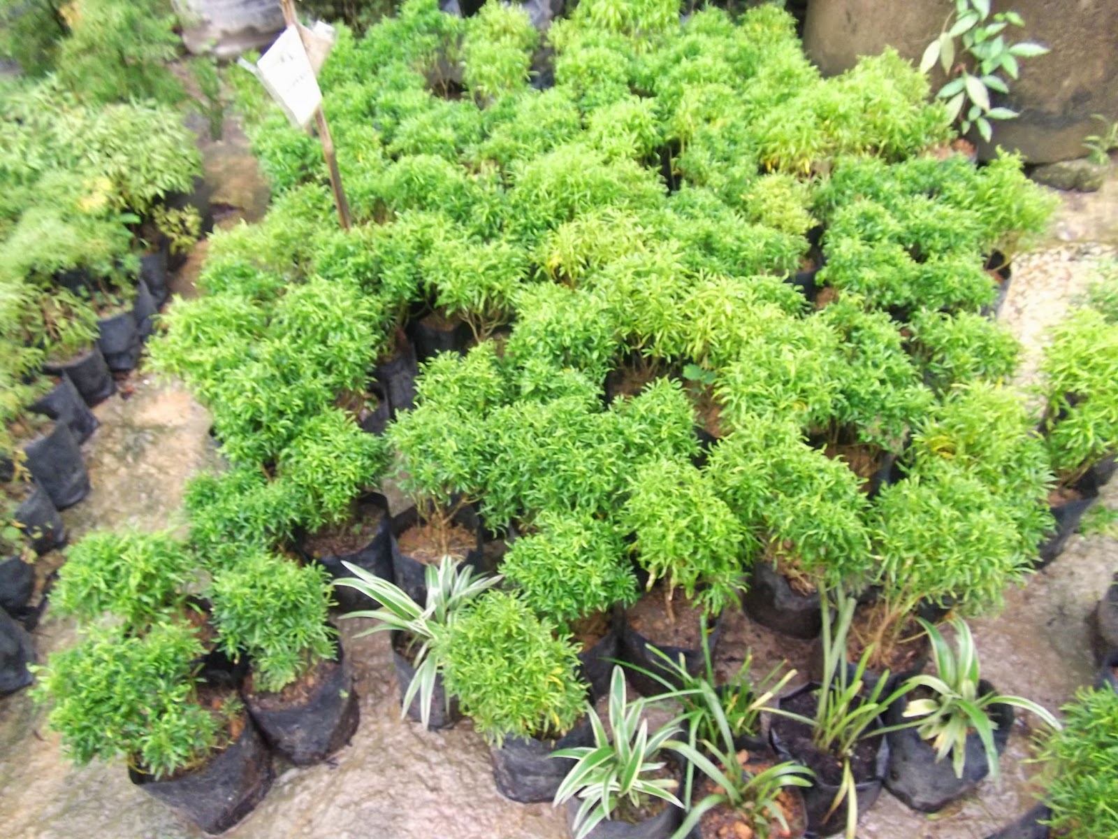 ZAIZEER KULIM LANDSCAPE: JENIS-JENIS RUMPUT / POKOK BUNGA / POKOK HIASAN