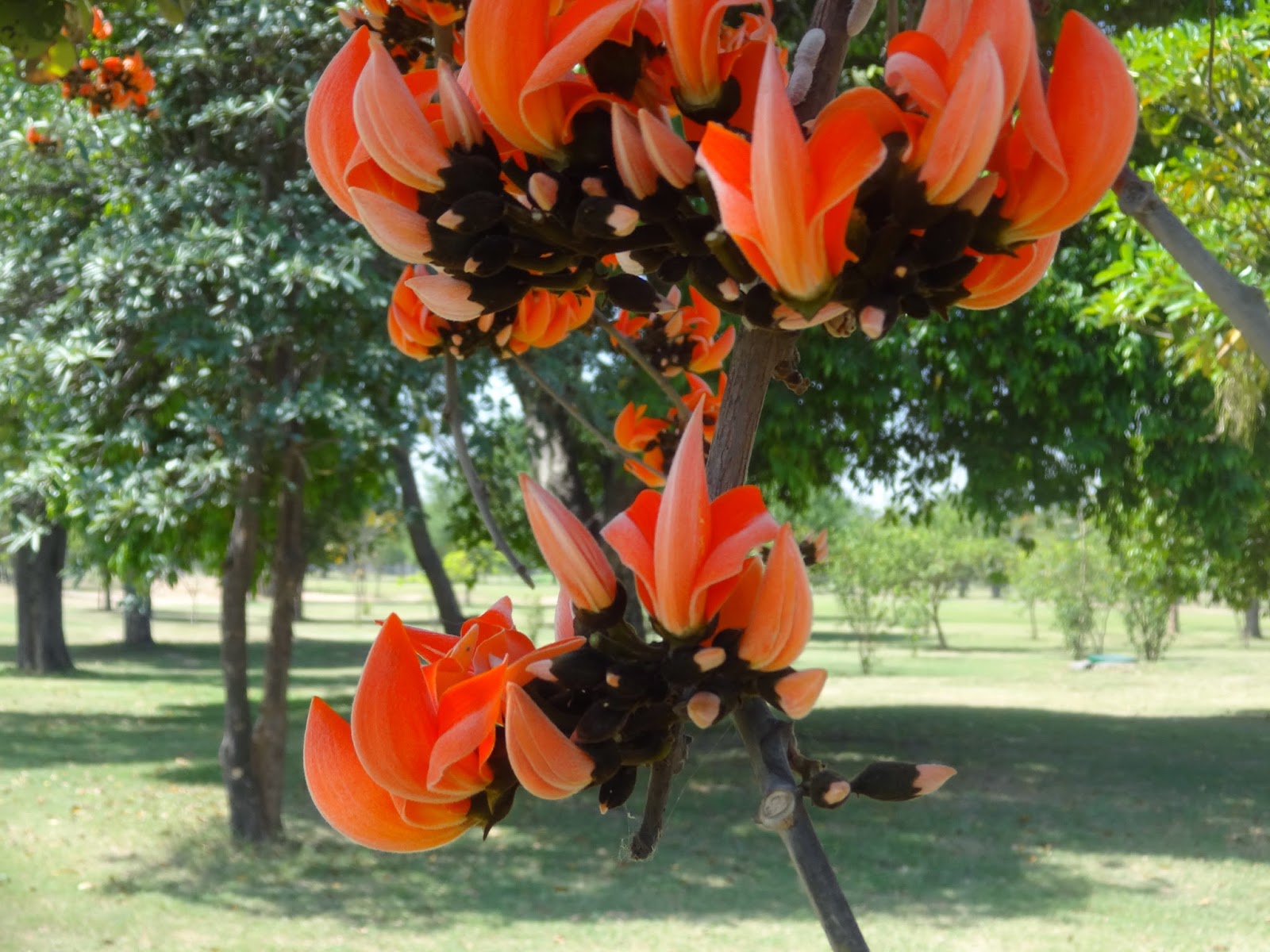 Plants of Lahore - Pakistan: Butea frondosa or Dhak tree- Gold Orange ...