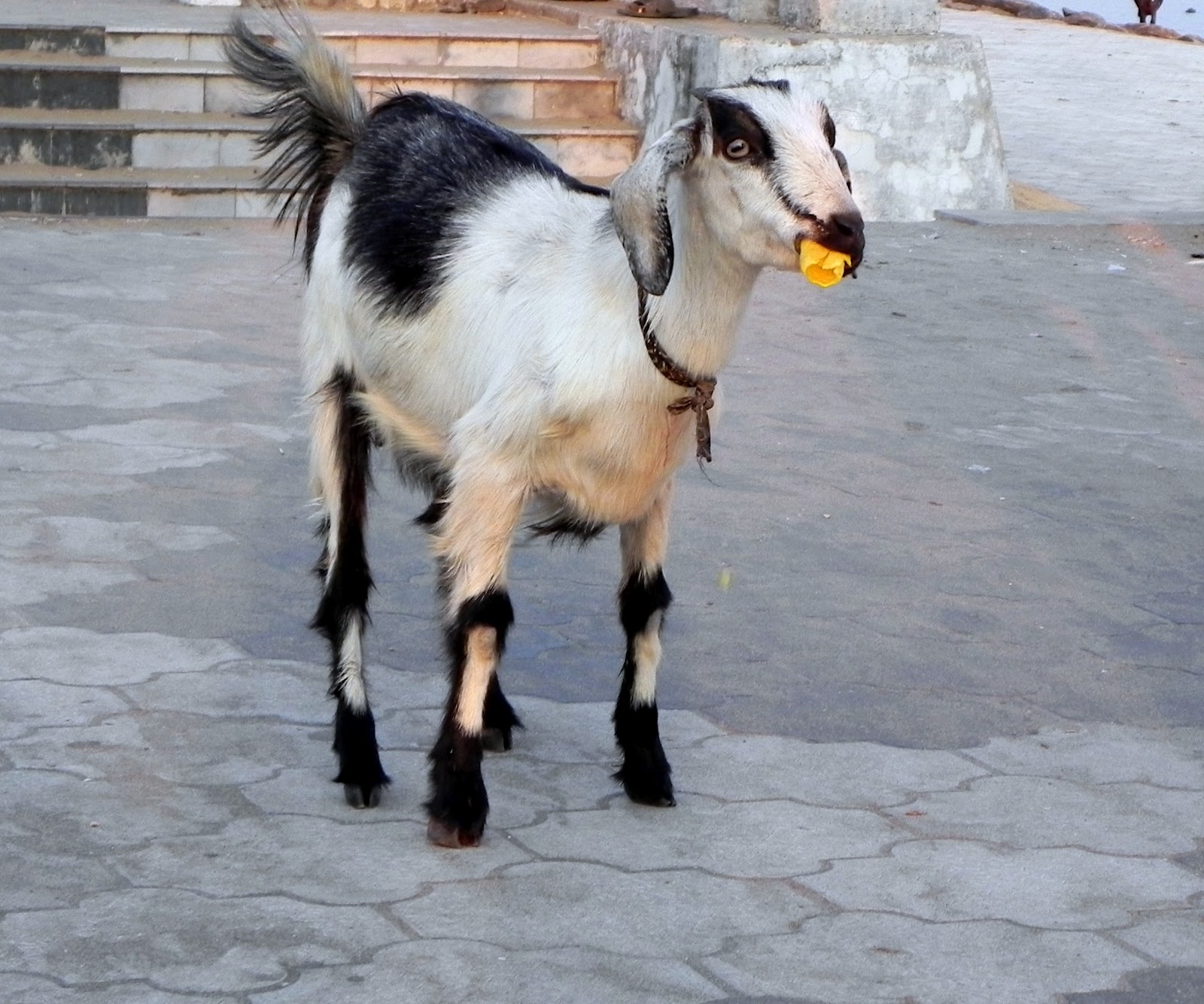 My Travels, My Life: Beypore Vignettes