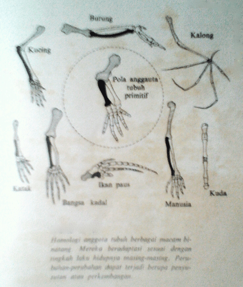 Homologi Alat - Alat Tubuh Pada Berbagai Jenis Makhluk Hidup - Biologisites