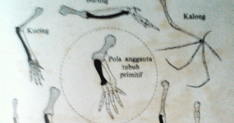 Homologi Alat - Alat Tubuh Pada Berbagai Jenis Makhluk Hidup - Biologisites