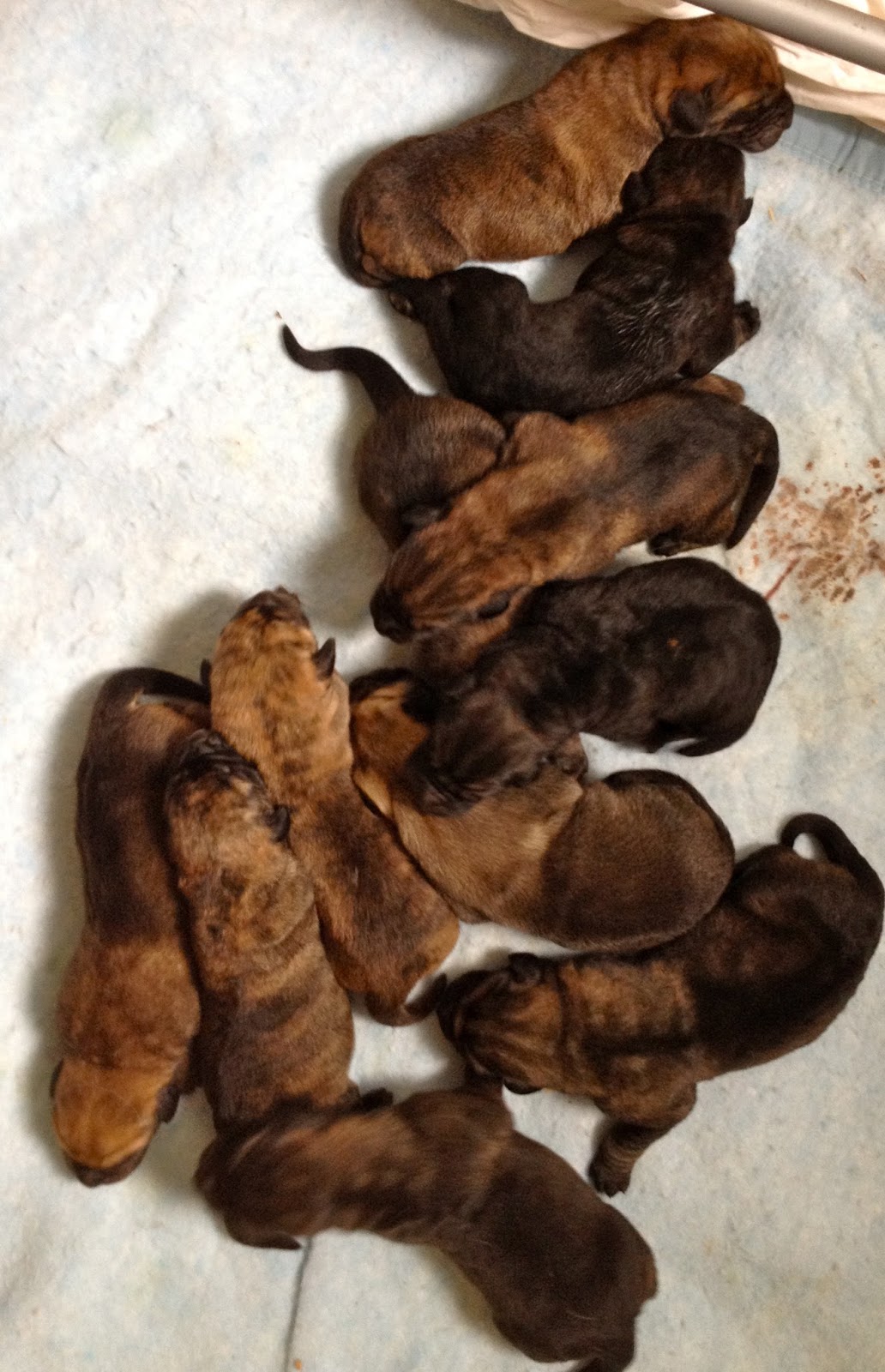 LIVESTOCK GUARDIAN DOG BLOG: Livestock Guardian Dogs and "The Brindle ...