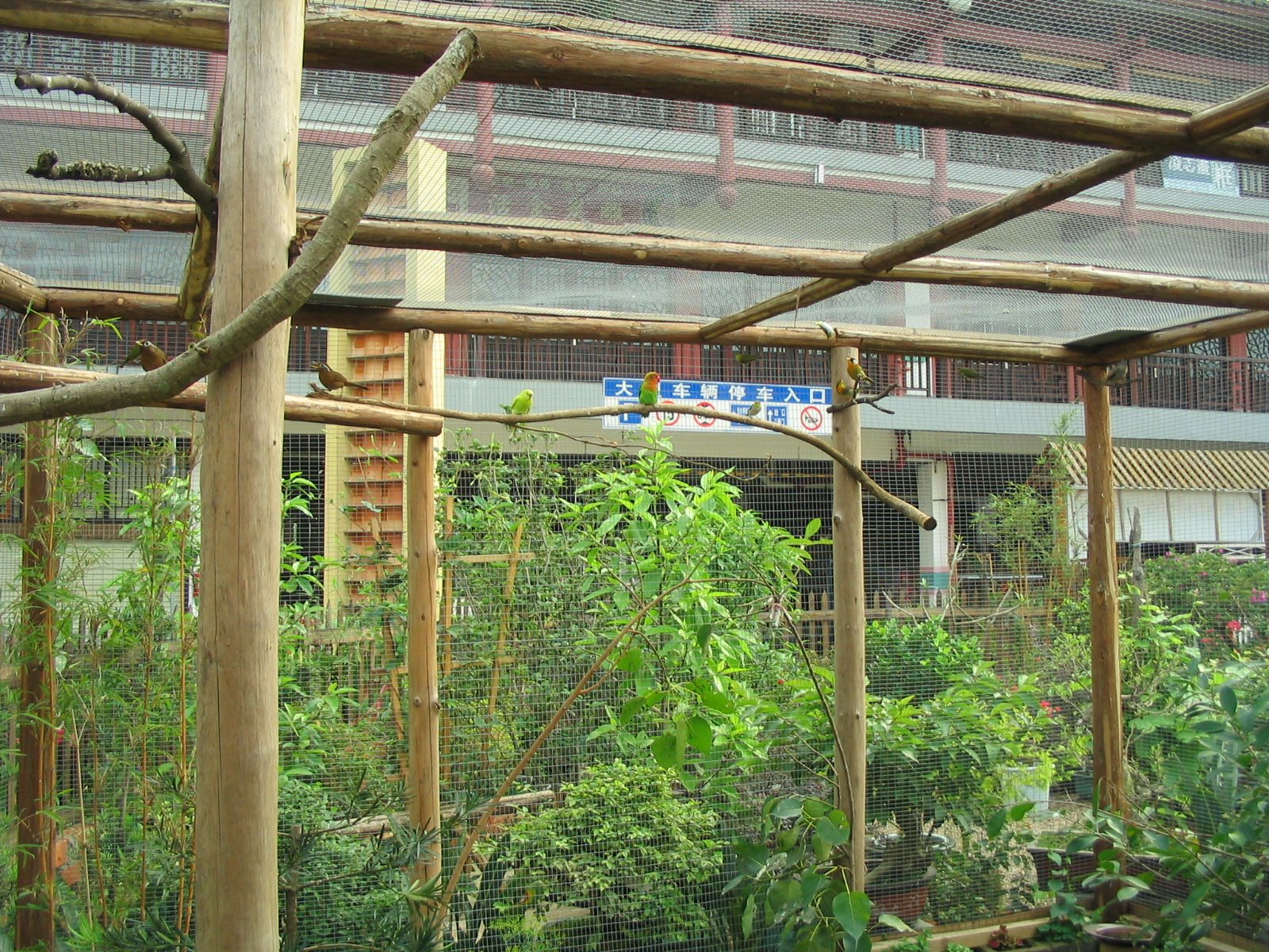 The Chinese Garden: Mixed Small Bird Aviary in China Guangxi Nanning (3 ...