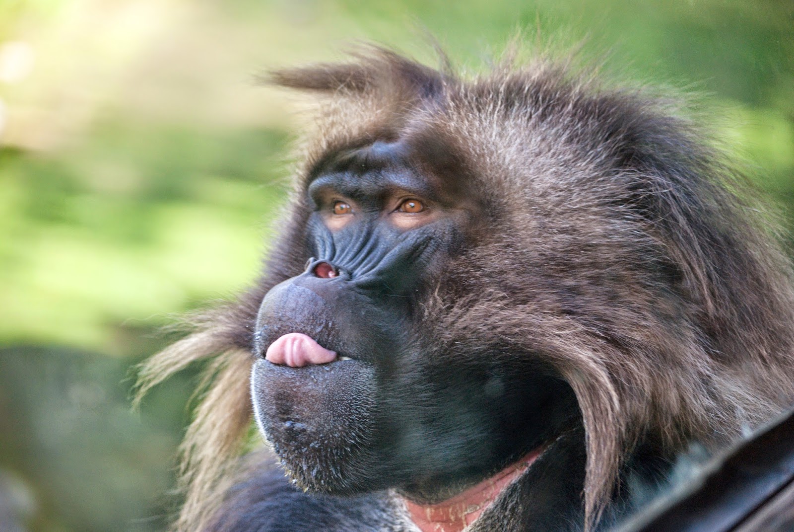 ΚΥΝΟΠΙΘΗΚΟΙ (BABOONS) photos - wallpapers | the fun bank