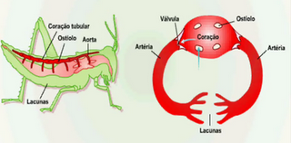 Biocuriosidades: ¿Tienen sangre los insectos?