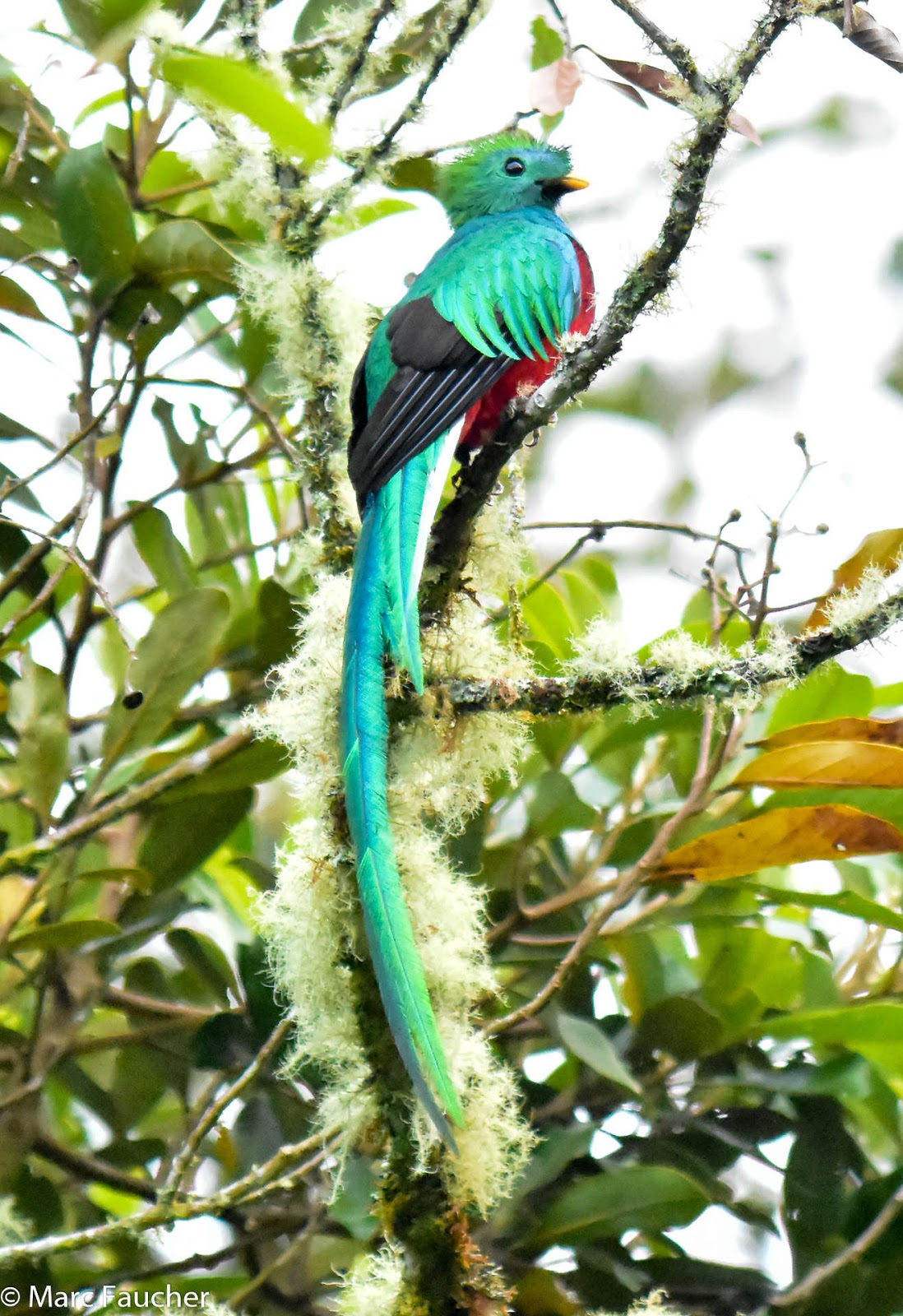 World Travel - Marc & Peggy Faucher: What's a Cacomistle?