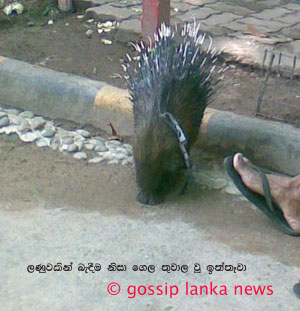 ANIMAL TORTURE AT GURUGE NATURE PARK