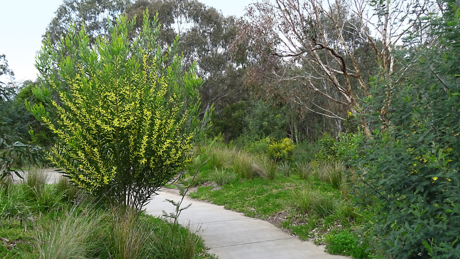 MAP: MELBOURNE STREET TREES 126 - COAST WATTLE