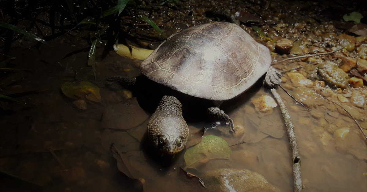 The Herpetology of Trinidad and Tobago: The elusive and important ...