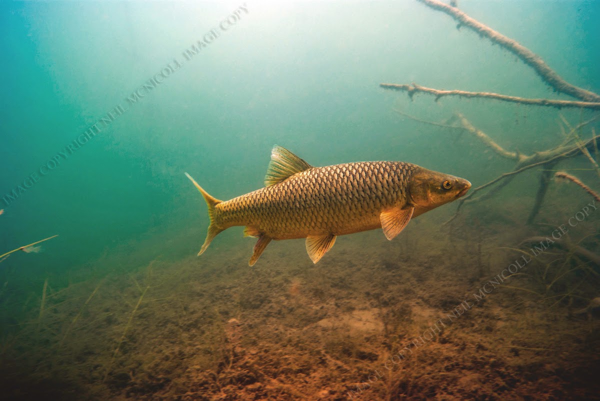 Underwater Photography Freshwater Fish
