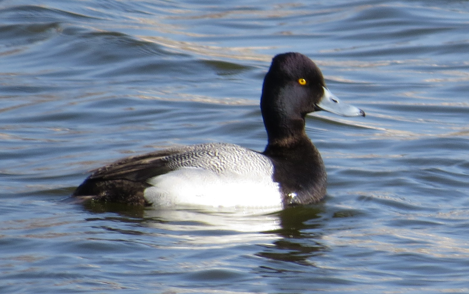 Penelopedia: Nature and Garden in Southern Minnesota: Spring Birding ...