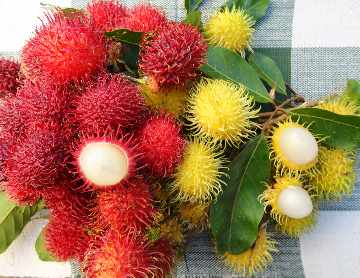 Curiosidades Vegetais: O rambotão