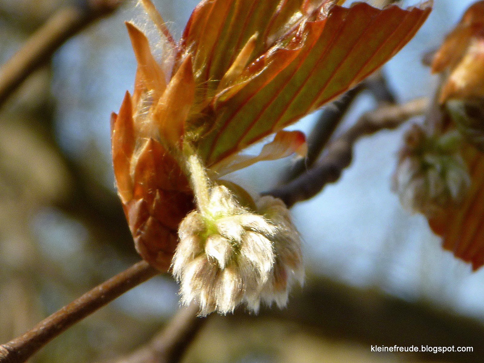kleine freude: Flaum an bronze-grün